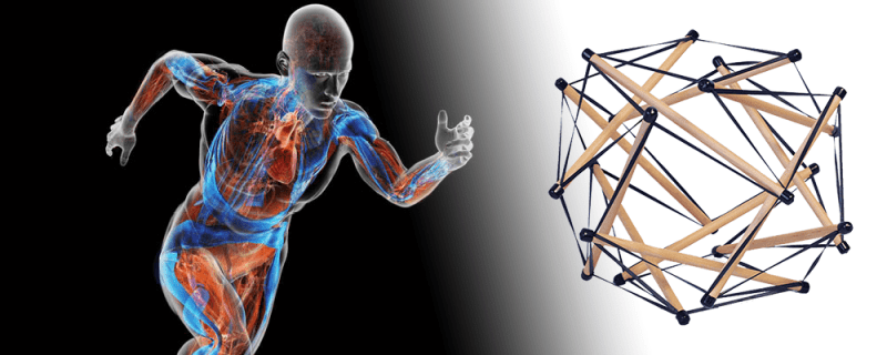 Fascia - the missing link to human health and well being - MihaPower ...