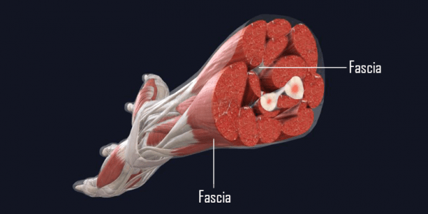 Fascia - the missing link to human health and well being - MihaPower ...